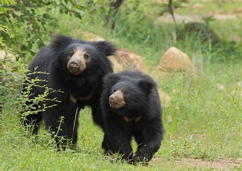 Sloth Bear Information