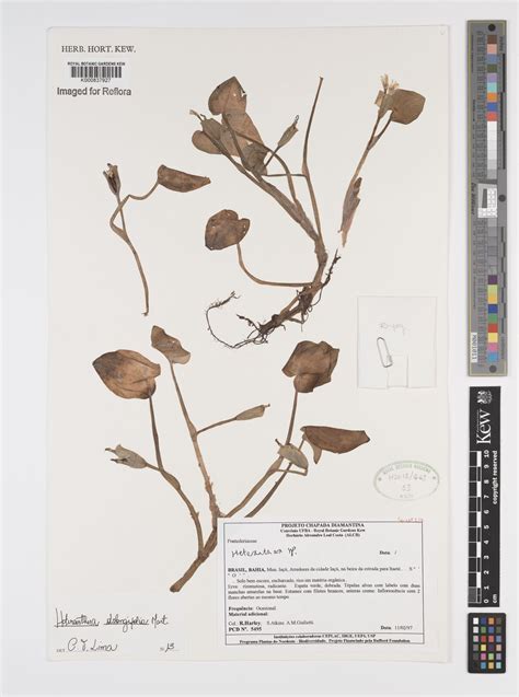 Heteranthera Oblonolia Mart Ex Schult And Schultf Plants Of The