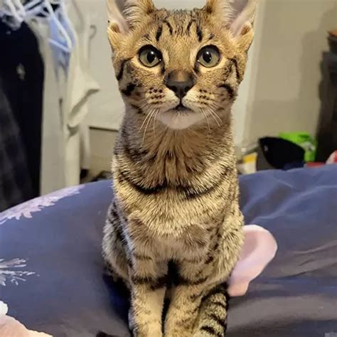 Savannah Kittens For Sale In Usa Exotic Purebred Cats Certified Breeder