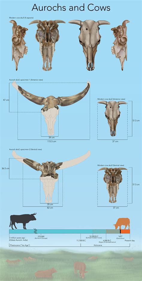 Auroch And Cow Infographic Behance