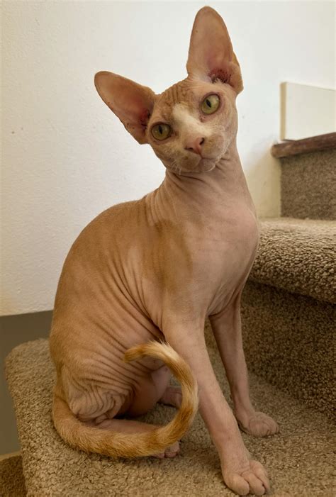 Fluffy Tailed Orange Cat Rsphynx