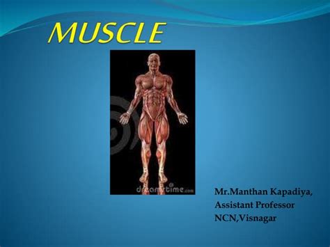 General Anatomy Of Muscles Ppt