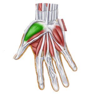 Anatomy Hand Muscles