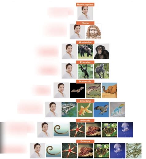 Biology Exam 3 Diagram Quizlet