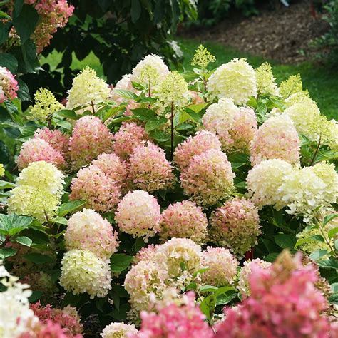 Firelight Tidbit® Hydrangea For Sale Online The Tree Center