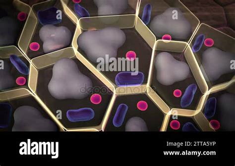 Human Fat Cells Under A Microscope Stock Videos And Footage Hd And 4k