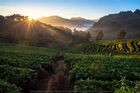 배경 화면 아침 여름 식품 식물 나무 녹색 아름다운 아름다움 들 안개 과일 정원 시즌 경치 태국 건강한 딸기 말린 씨앗 자연스러운 원예
