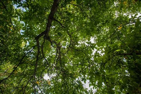 Tree Top View Images Search Images On Everypixel