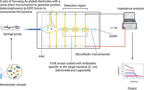 Advances In Biosensors For Bacterial Detection And Identification