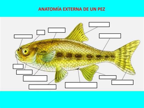 Anatomia Externa De Un Pez Ppsx
