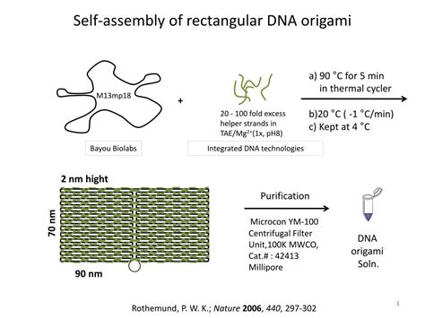 Ppt Dna Origami Attachment And Afm Imaging On Mica And Sio 2 Si [100] In Air Powerpoint