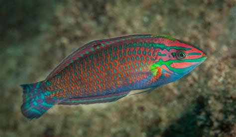 The Twelve Marine Species Of Christmas