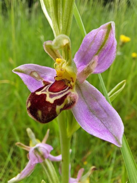 Bee Orchids R Casualuk