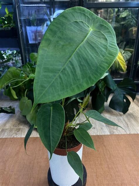 Anthurium Peltigerum 1 Variegarden