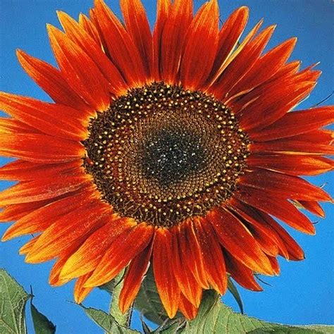 Danny Thawley Youtube