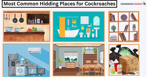 Learn The Hidden Truth About Cockroaches 7