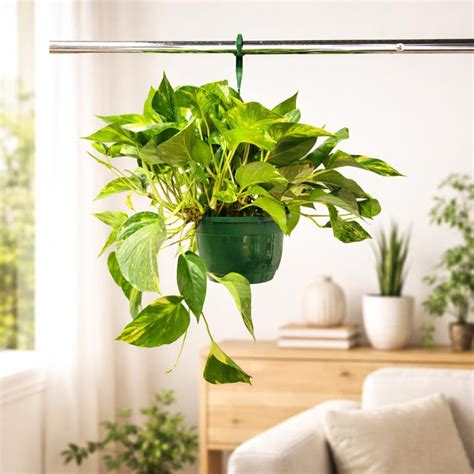 10 Golden Pothos Hanging Basket Live Trailing Houseplant Devils