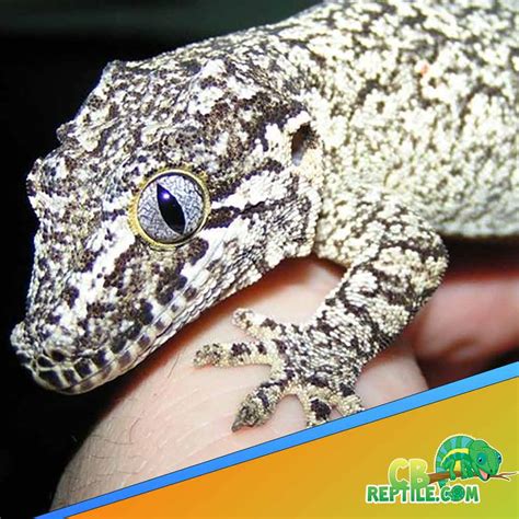 Breeding Gargoyle Geckos How To Breed Gargoyle Geckos Color Morphs