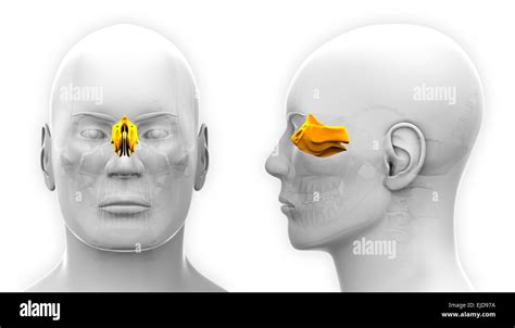 Os Ethmoide Et Globe Oculaire Ue10 Tête Et Cou Tutorat Associatif Toulousain