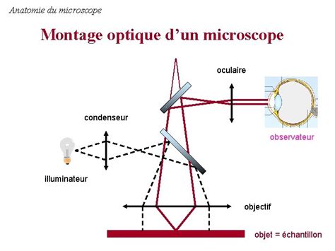 Le Microscopie Optique Champ Lointain Beaucoup Dimages Et