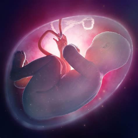 Endocannabinoids And Development Breastfeeding And More