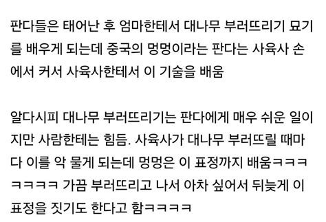 안 배워도 되는 것까지 배워버린 자이언트 판다 유머 움짤 이슈 에펨코리아