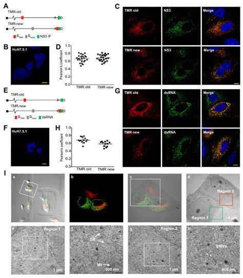 Both Old And New Ns5a Foci Contain Other Components Of The Hcv Download Scientific Diagram