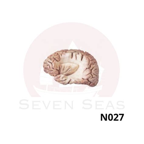 N027 The Insular Lobe The Insula Seven Seas