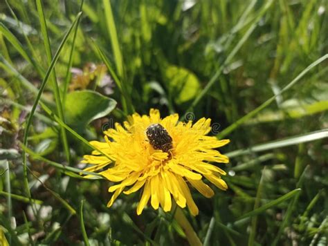 Oxythyrea Funesta On Taraxacum Officinale Stock Image Image Of Grass