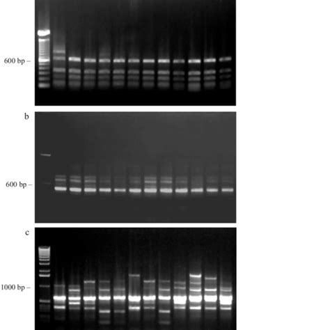 Antimicrobial Susceptibility Of Aerococcus Viridans Isolates Strain