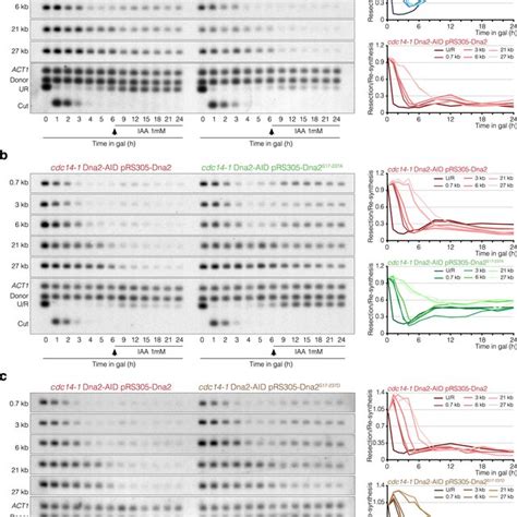 Cdc14 Inhibits Resection By Counteracting Cdk Dependent Phosphorylation