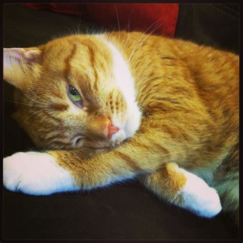 Best Kitty Ever Kitty Cats Animals