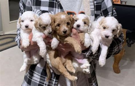 Double J Cockapoos In Missouri Cockapoo Puppies Good Dog