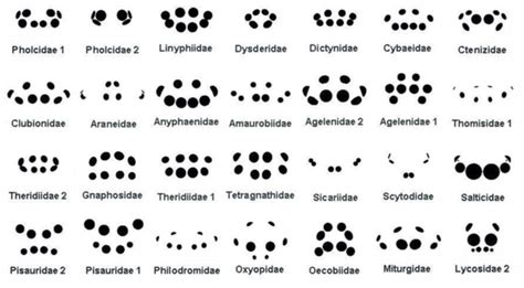 Spider Eye Pattern Pattern Inspiration Daily