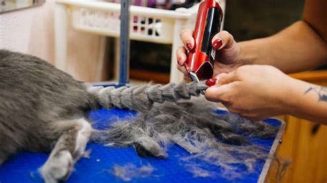 Cat Grooming Styles Types Of Cat Haircuts And Hairstyles