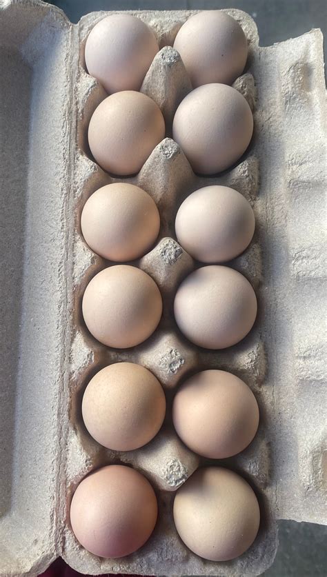 1 Fertile Eggs Dark Brahma Dozen Chicken Mad
