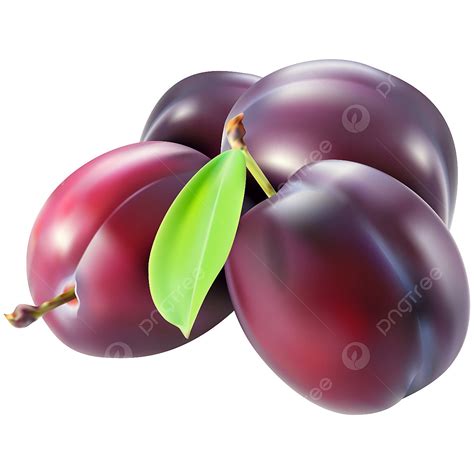 Vector Illustration Of Fresh Plum Realistic Gradient Mesh Design Plum