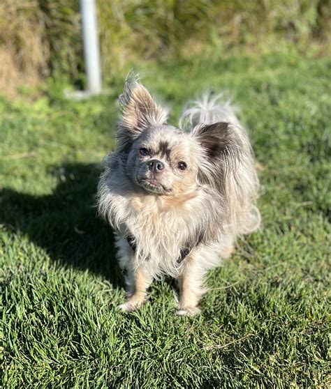 Long Haired Chihuahua