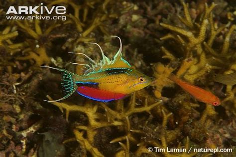 Paracheilinus Nursalim