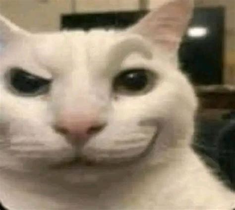 Kitten Rising His Eyebrow 🫡😺 Cat Memes Funny Cats Funny Looking Cats