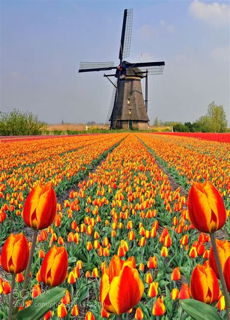 Holland Windmill And Tulip Field Windmill In Holland Wallpaper