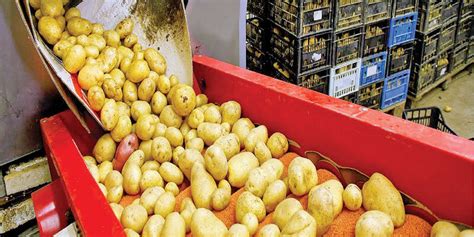 Potato Processing బంగాళదుంప ప్రాసెసింగ్ ద్వారా రైతులకు భారీ లాభాలు