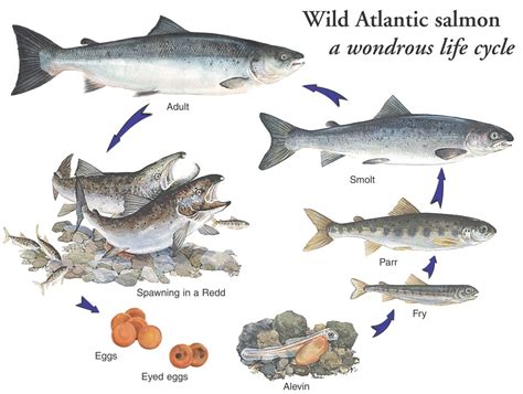 From Tiny River Eggs To Ocean Prey Filmmaker Aims To Capture Life Of