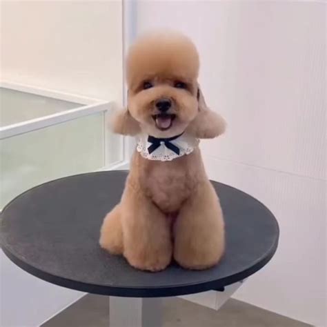 Tendencias En Cortes De Pelo Para Perros 2024 Mascotas365