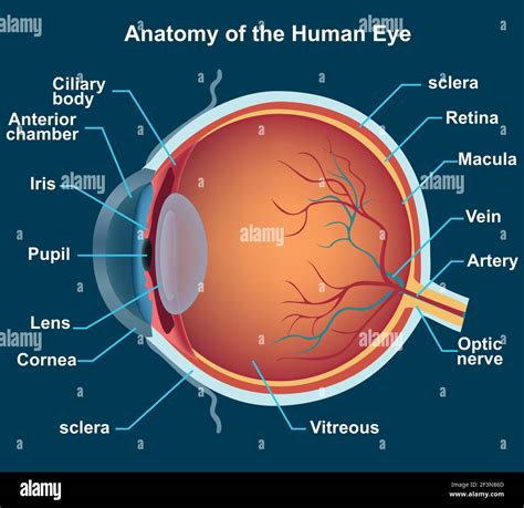 Structure Of The Human Eye Schéma Structure De Loeil Wwfjoo