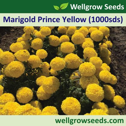 Marigold Prince Yellow 1000sds Wht Wellgrow Seeds