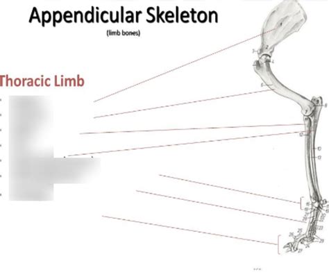 Bones Of Forelimb Diagram Quizlet
