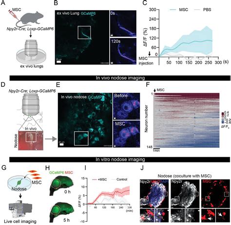 Mesenchymal Stromal Cells Play An Analgesic Role Through A Npy2r