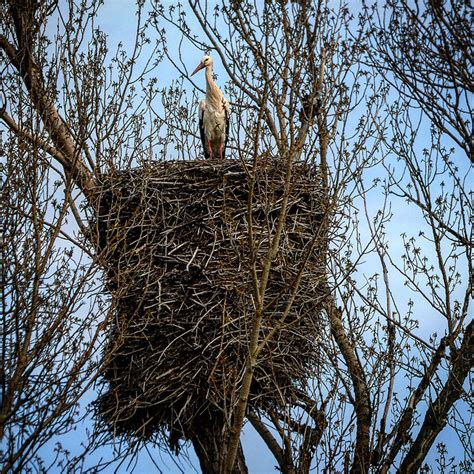 Pride Of Ownership Artofit