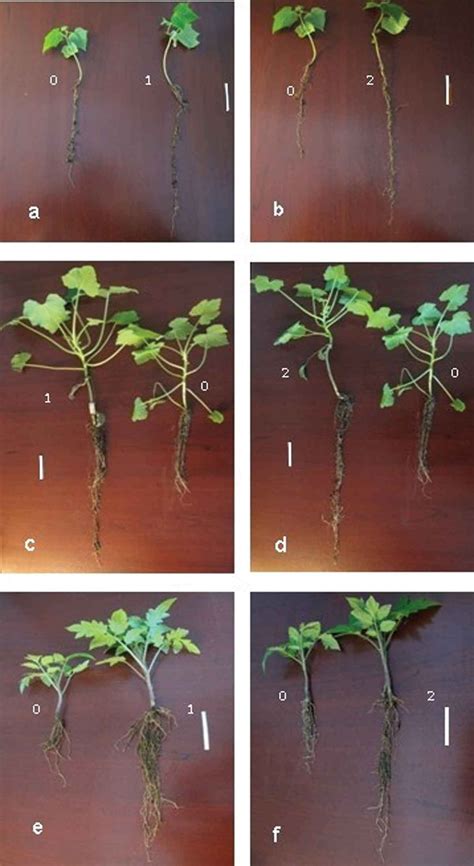 Plant Height And Root Length Of Control And Treated Plants A B Download Scientific Diagram